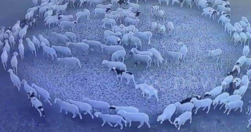 Watch: Mysterious Video Shows A Large Flock Of Sheep That Has Been Walking In A Circle For 12 ...