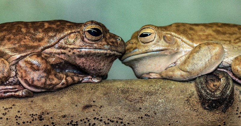 US National Park Service Warns People To Stop Licking Toad