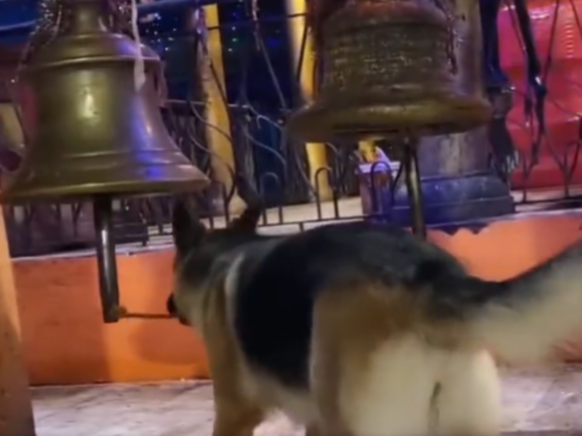 Viral Video Shows Dog Ringing Temple Bell With Pure Love And Joy ...