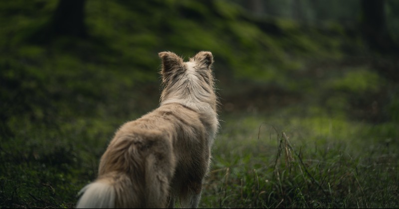 Karnataka Dog Helped Rescue Lost Owner