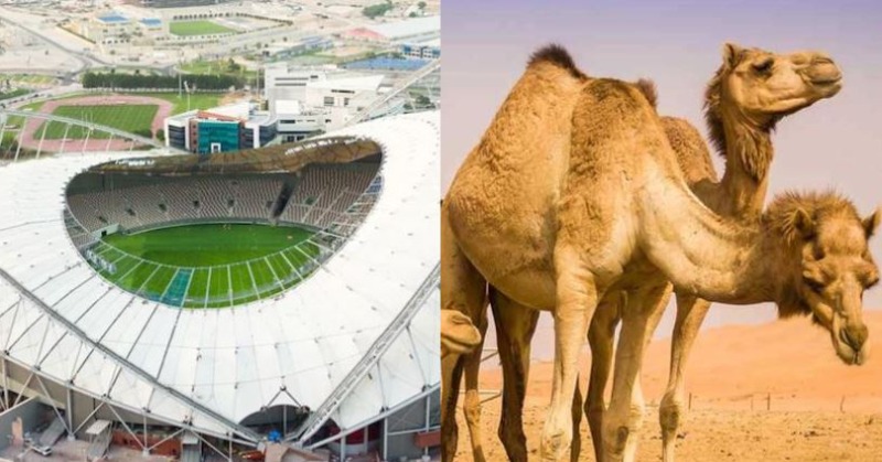 FIFA World Cup: WHO Warns Of Deadly Camel Flu