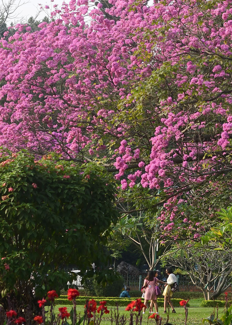 With Tabebuia Avellanedae In Full Bloom Bengaluru Turns Pink