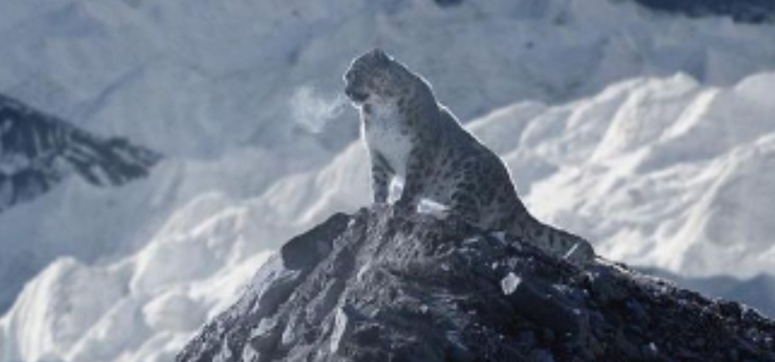 नेपाल में दिखा खूबसूरत जीव, 165Km का ट्रेक कर फ़ोटोग्राफ़र ने खींची ...