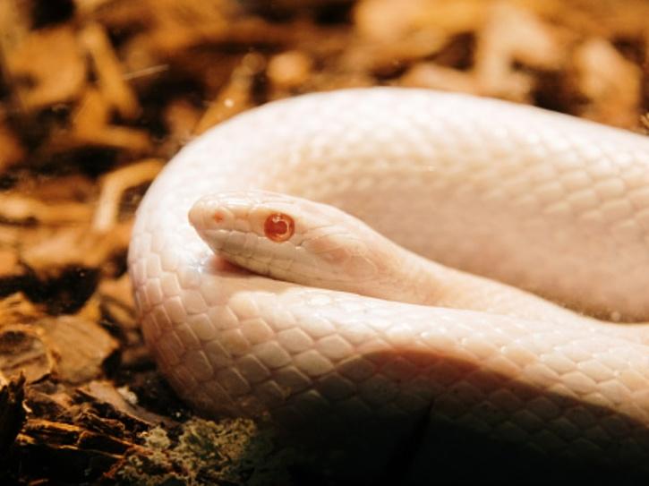 Terrifying Video Shows Doctors Pulling Out 4-Feet-Long Snake From Woman ...