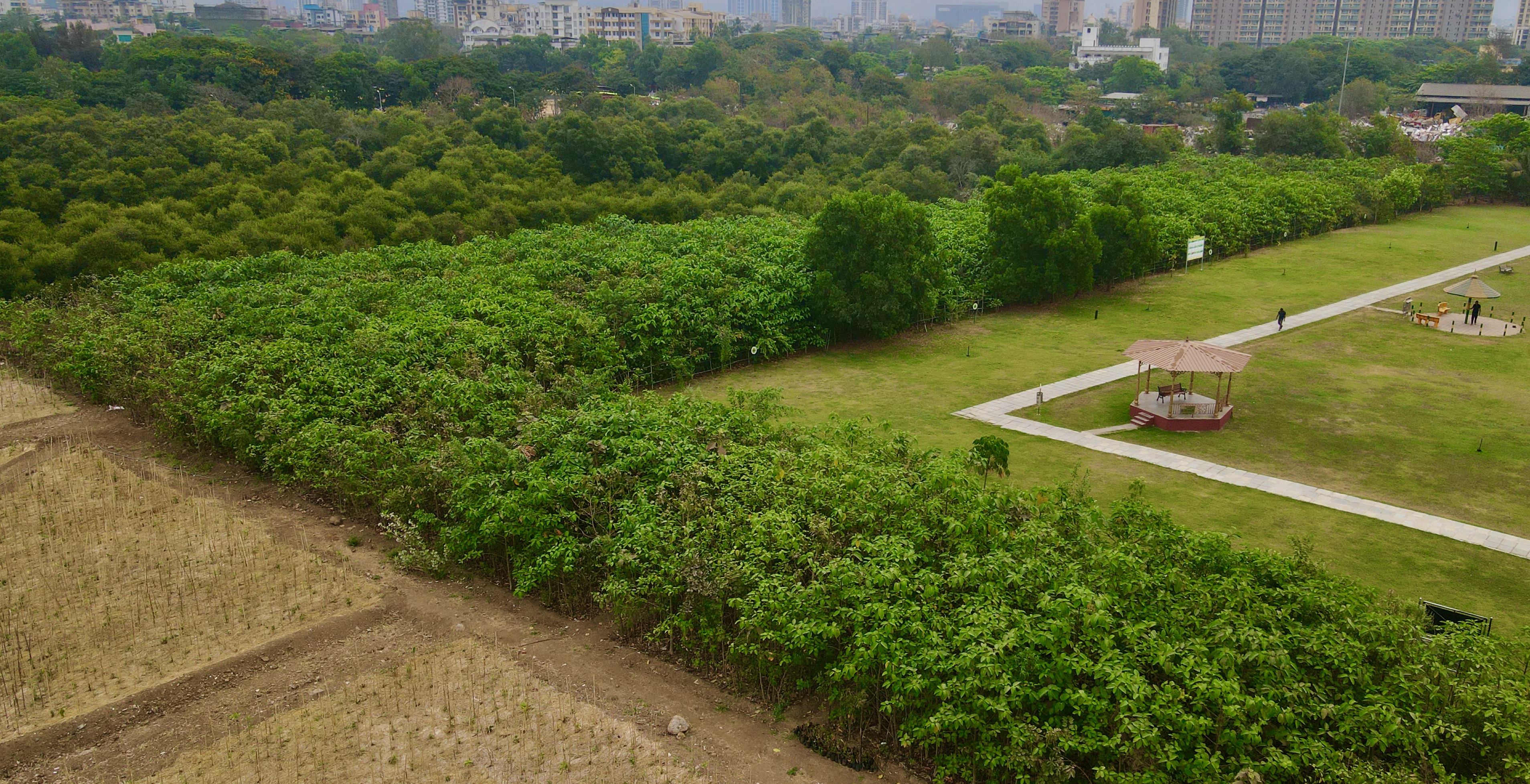 How These Dumping Yards And Open Spaces Turned Into Urban Forests And ...