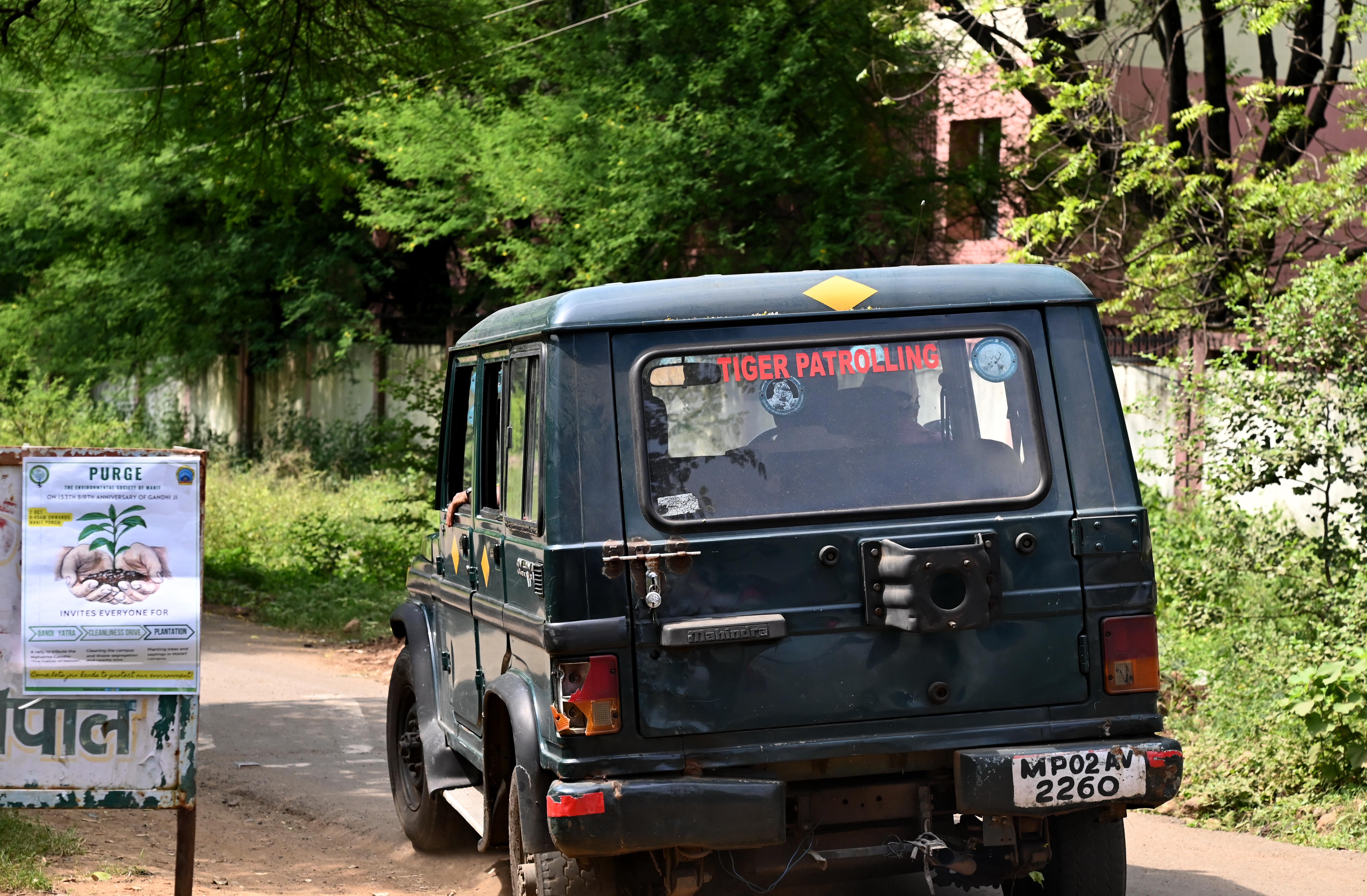 Tiger Still Unwilling To Move Out After Prowling In MANIT Bhopal Campus For Nearly Two Weeks