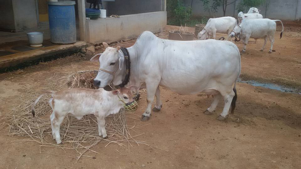 Once On The Brink Of Extinction, Punganur Dwarf, An Indigenous Cow Is ...