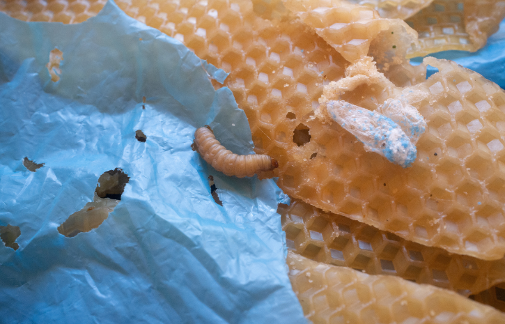 Explained: How Wax Moth Can Break Down Plastic Bags