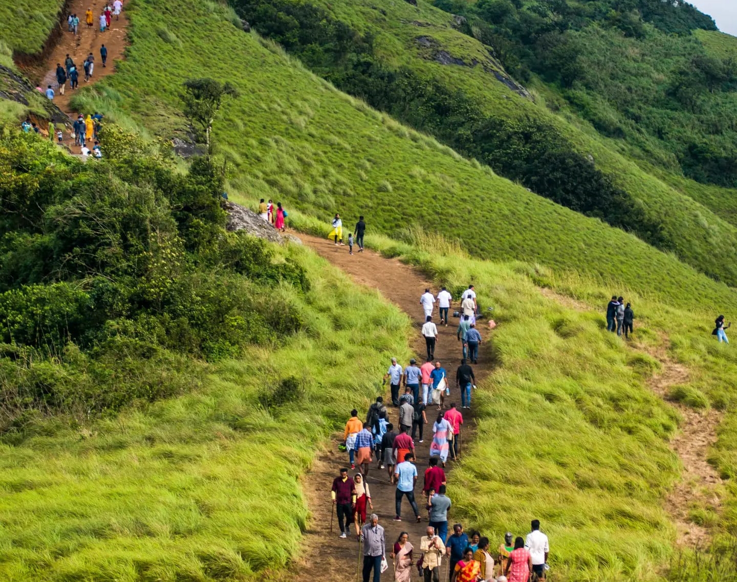 Neelakurinji Bloom Has Become A Nightmare As Tourists Are Leaving ...