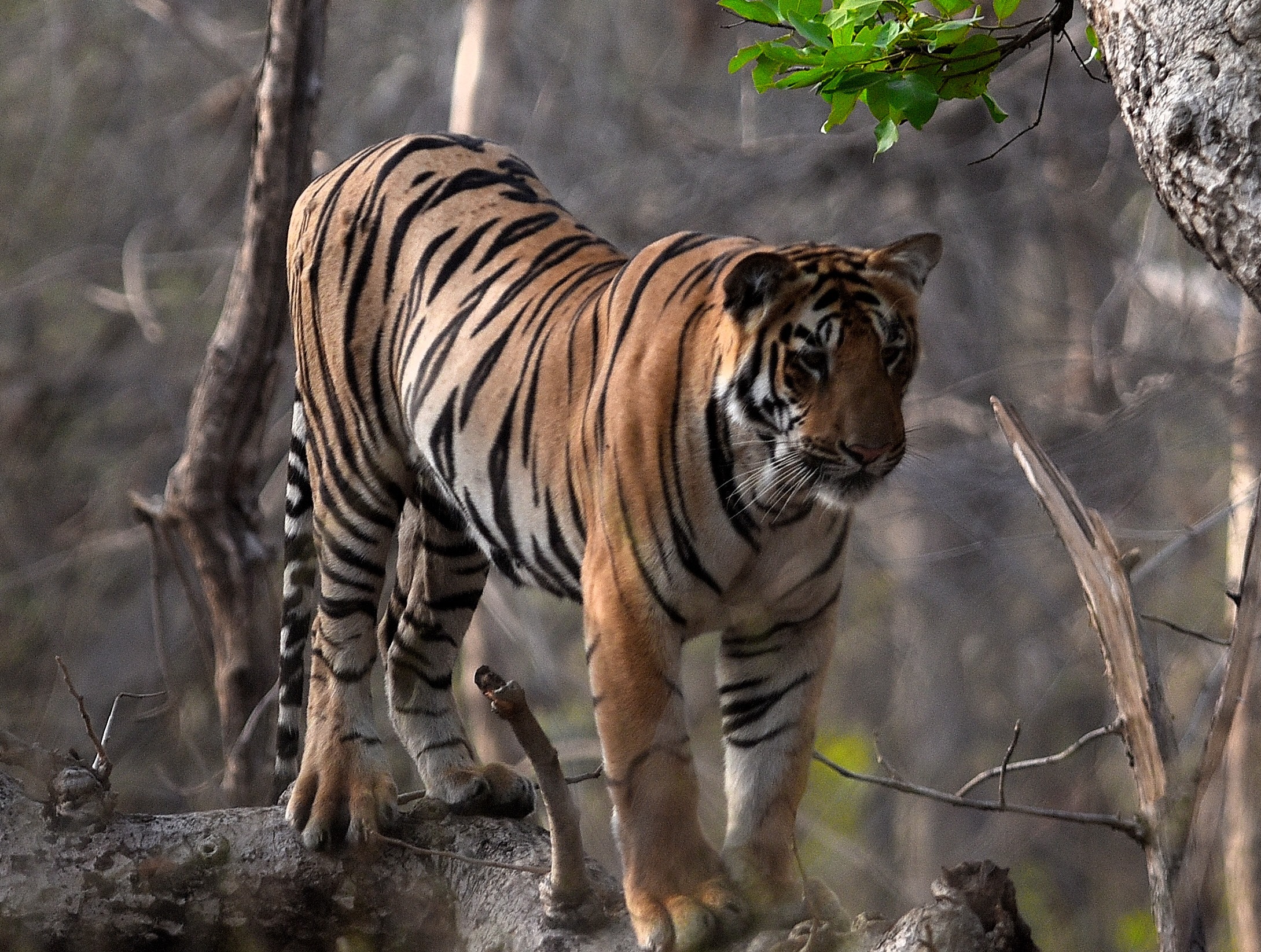 Global Tiger Day 2023: India Saved Its Tigers From Extinction, Now ...