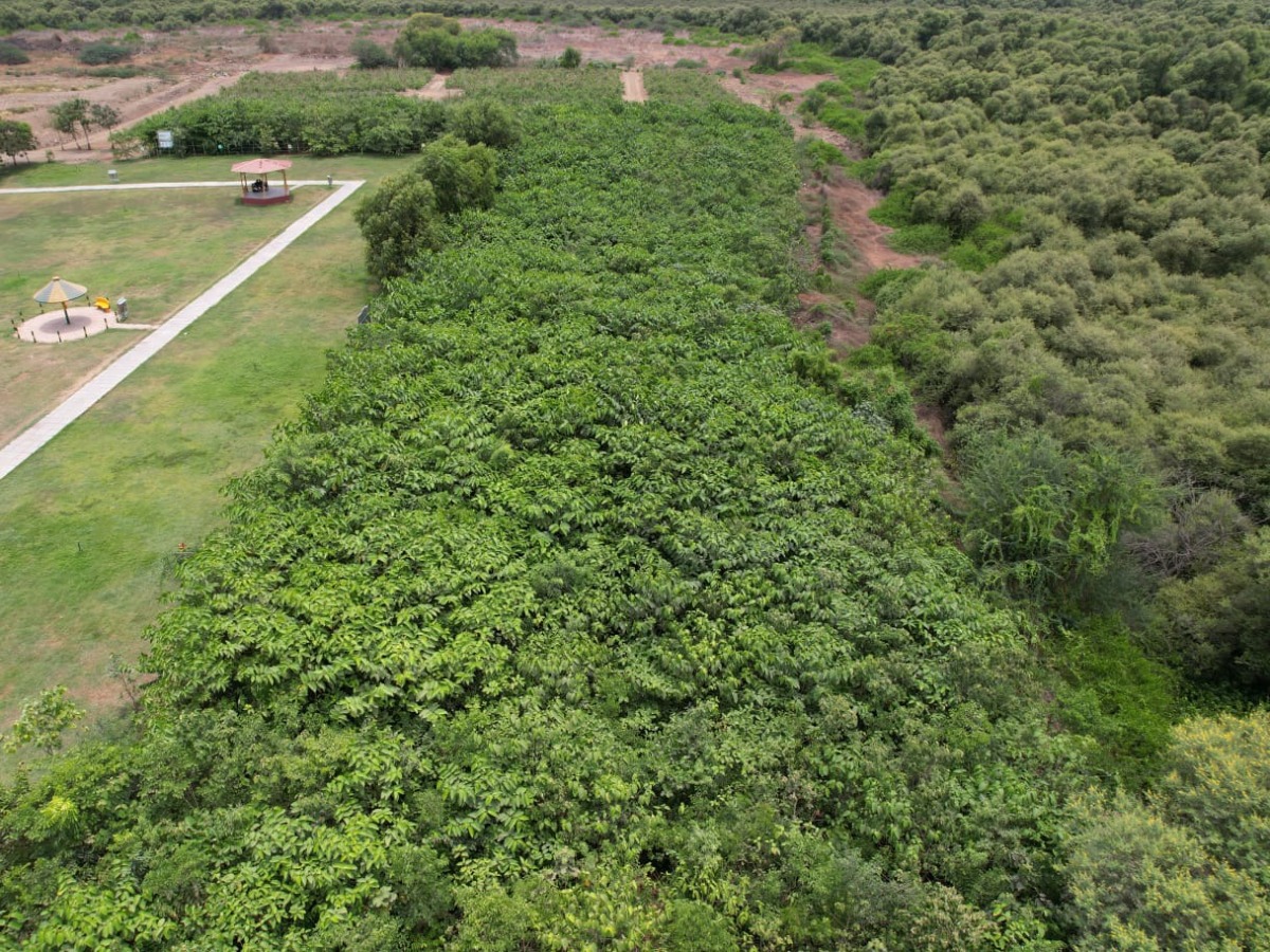 How These Dumping Yards And Open Spaces Turned Into Urban Forests And ...