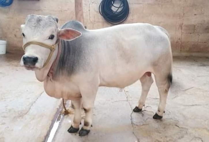 Once On The Brink Of Extinction, Punganur Dwarf, An Indigenous Cow Is Making A Comeback
