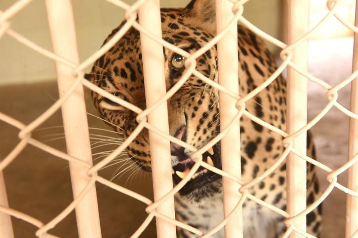 Amid Increase In Attacks On Humans, Nine Leopards Are Serving 'Life ...