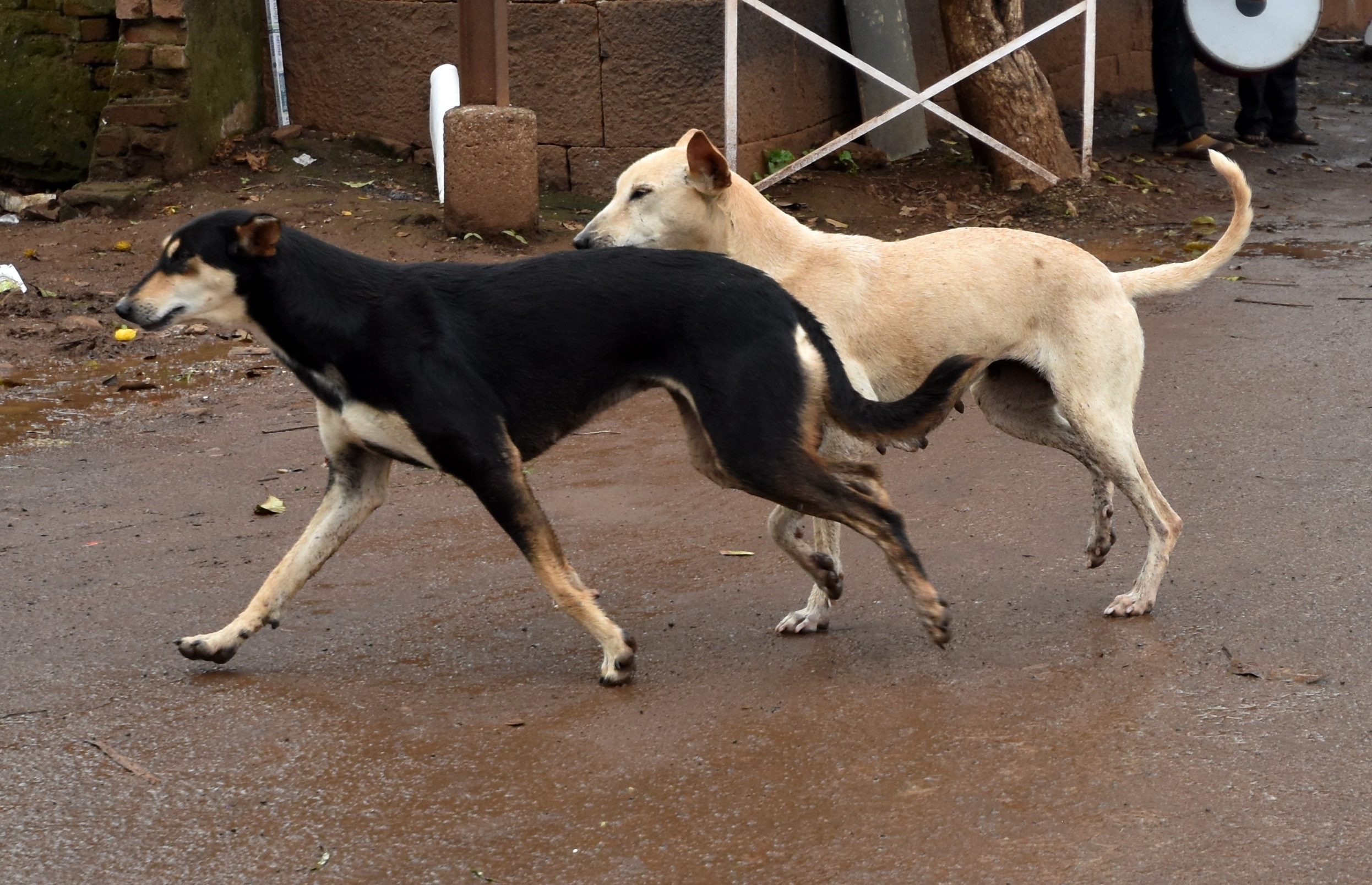 Hyderabad: Four-Year-Old Injured By Stray Dogs, Days After A Five-Year ...