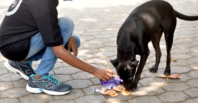 Adopt Stray Dogs, Feed Them At Your Houses, Not Anywhere Else, Bombay ...