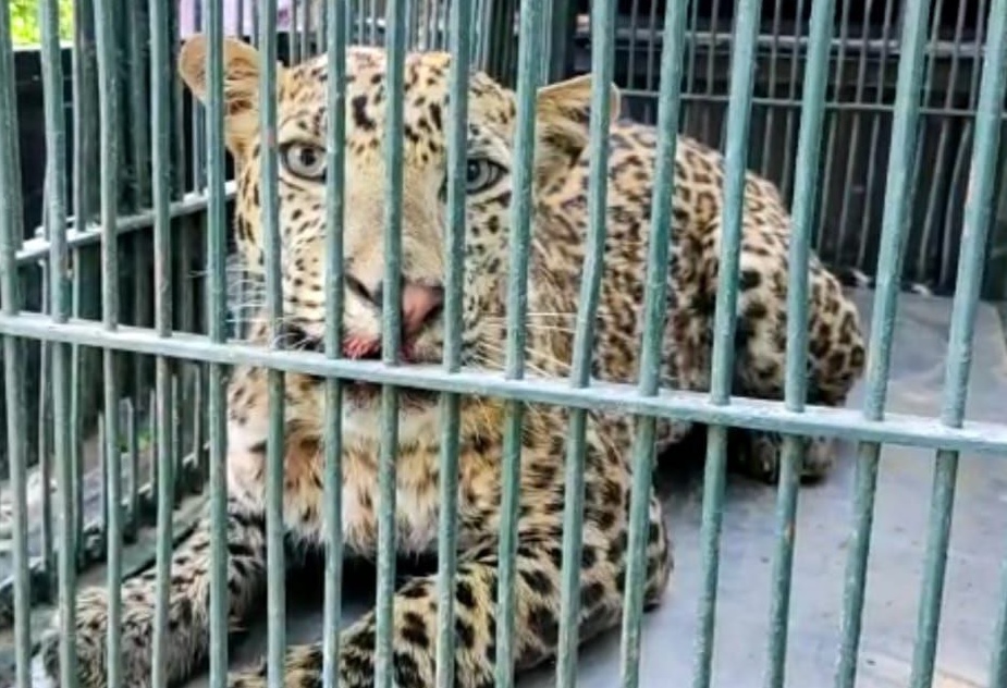 Amid Increase In Attacks On Humans, Nine Leopards Are Serving 'Life ...