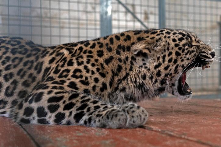 Mumbai's 'Urban Leopards' And The Growing Human-Animal Conflict: What ...