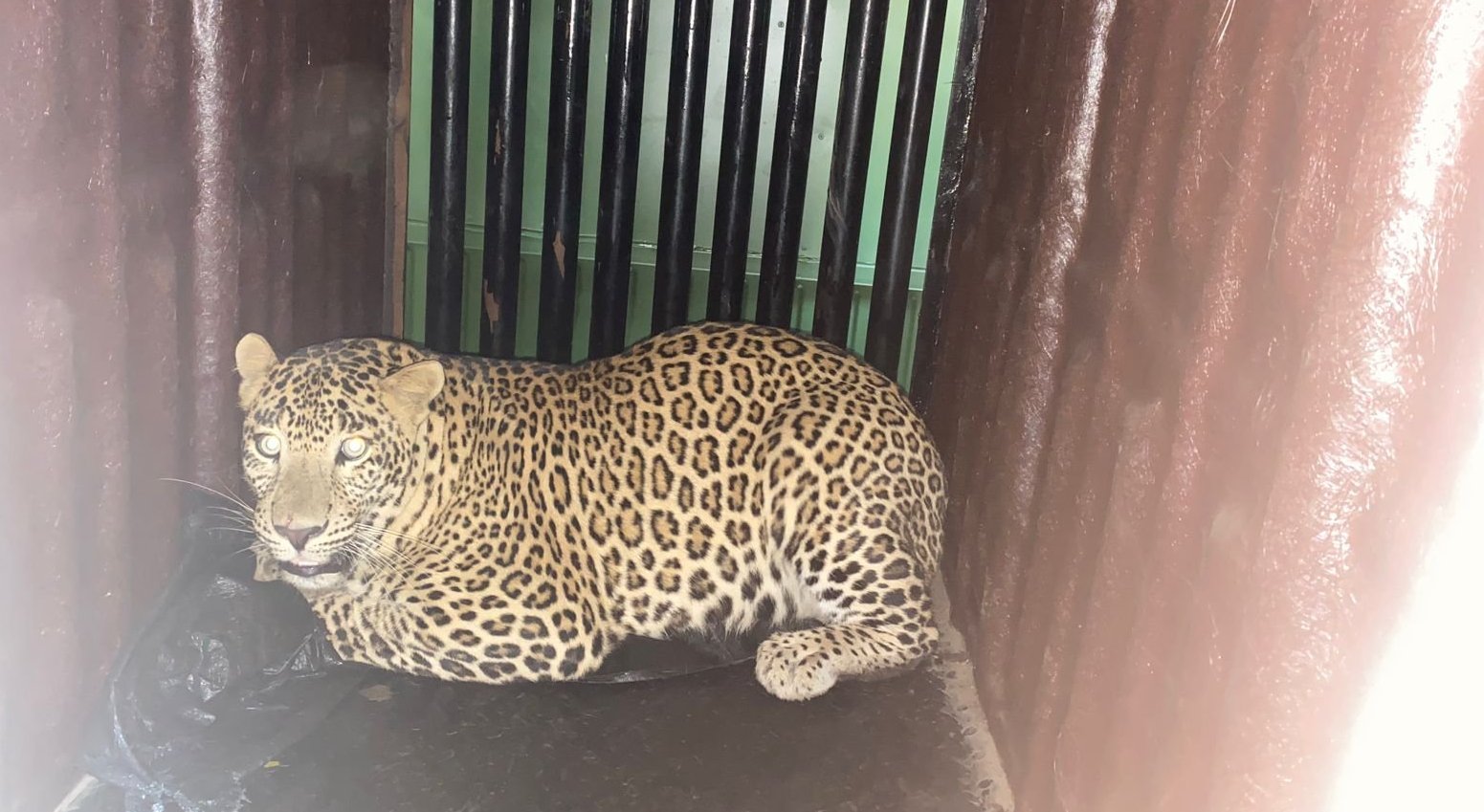 Leopard Suspected To Be Behind The Killing Of A Toddler Captured In ...