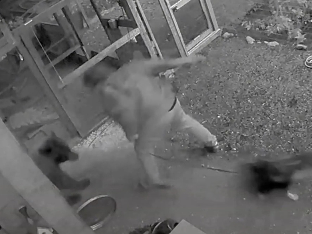 Man Slaps Bear In Face To Protect Family In Viral Video