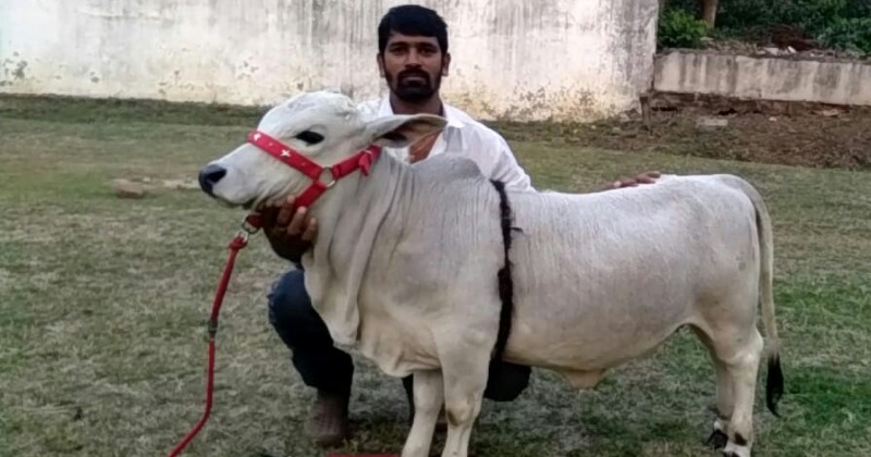 Once On The Brink Of Extinction, Punganur Dwarf, An Indigenous Cow Is ...
