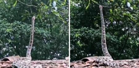 Snake Stands Upright In Viral Video