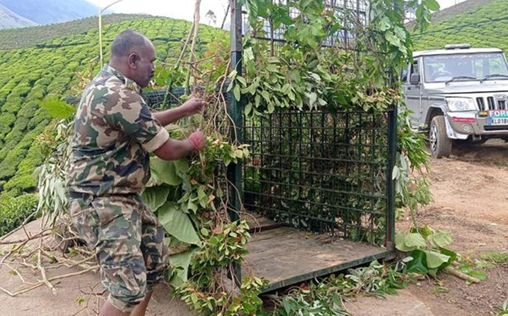 Tiger That Killed 10 Cows In Two Days In Kerala's Munnar, Captured