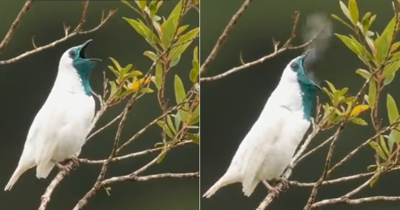 Bare-throated Bellbird Captured 'Smoking'