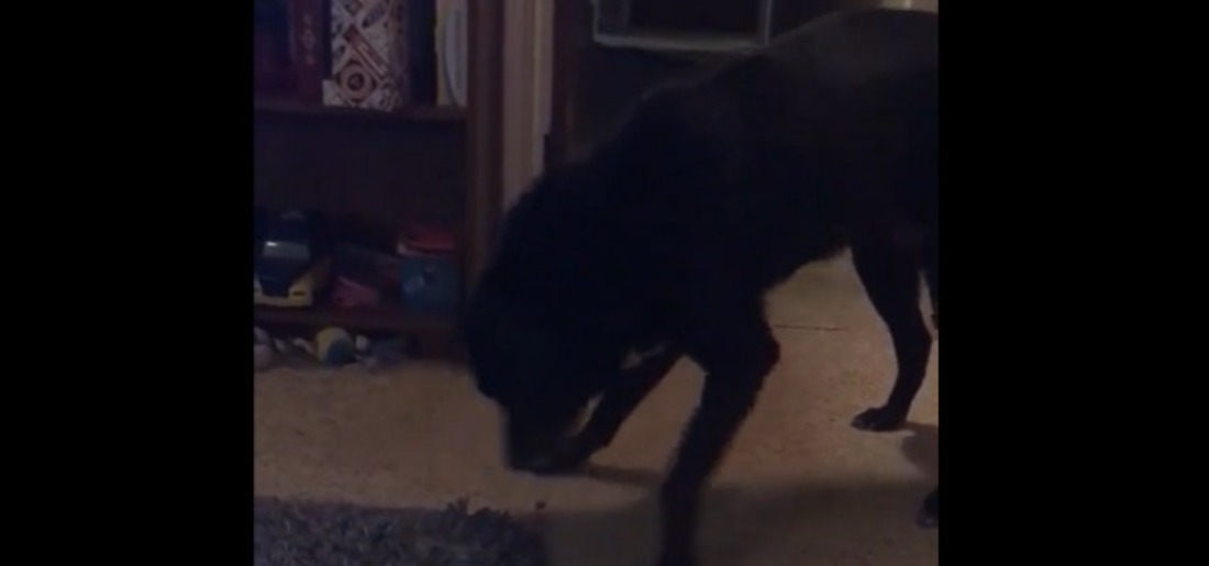Dog Swept Across Floor By Ghost, Watch
