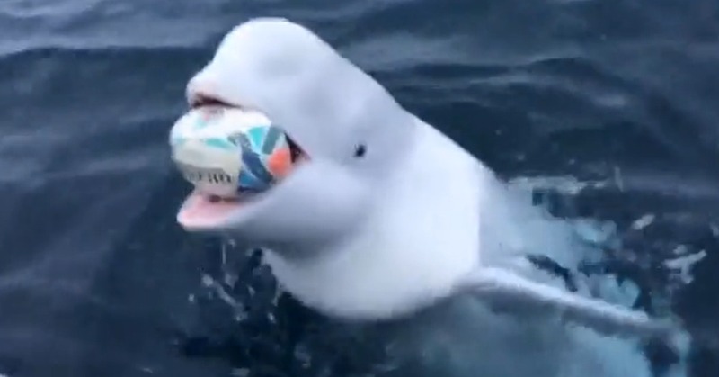Beluga Whale Seen Playing Fetch Near North Pole