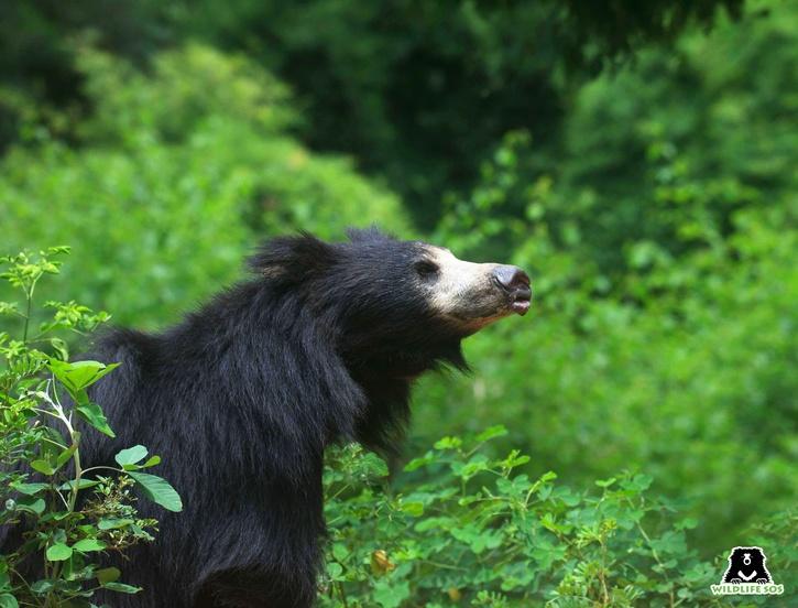 World Sloth Bear Day: How Conservation Of The Rare Indian Bear Received Worldwide Support