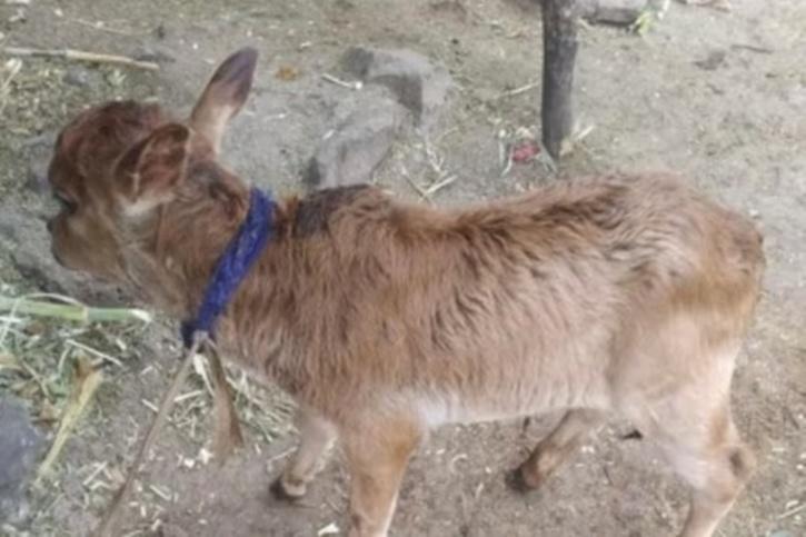 Once On The Brink Of Extinction, Punganur Dwarf, An Indigenous Cow Is ...