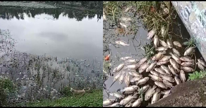 Thousands Of Fish Found Dead In Indore's Annapurna Pond Allegedly Due ...