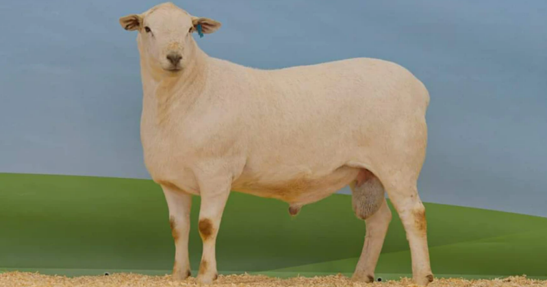 World's Most Expensive Sheep Sold For Rs 2 Crore