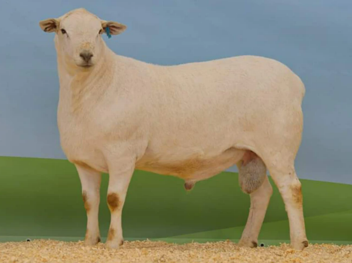 World's Most Expensive Sheep Sold For Rs 2 Crore