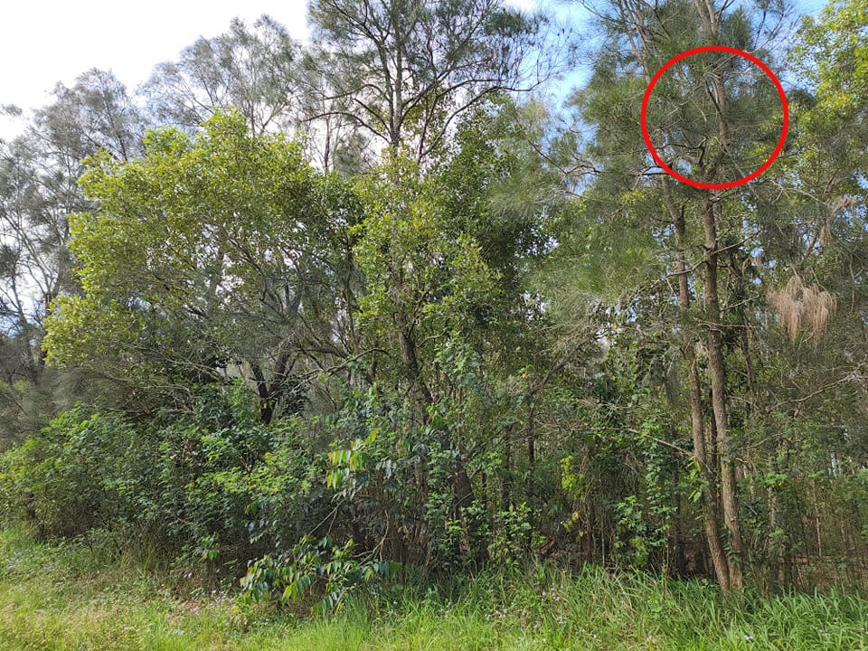 Optical Illusion: Can You Spot The Deadly Snake In The Trees?