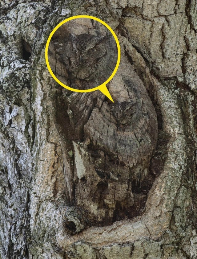 Optical Illusion: Spot The Hidden Owl