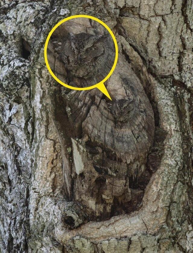 Optical Illusion: Spot The Hidden Owl