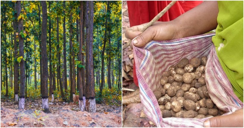 Rare Rugda Mushroom: झारखंड का ऐसा मशरूम जिसका स्वाद मटन जैसा है, साल ...