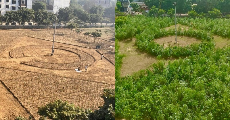 How These Dumping Yards And Open Spaces Turned Into Urban Forests And ...