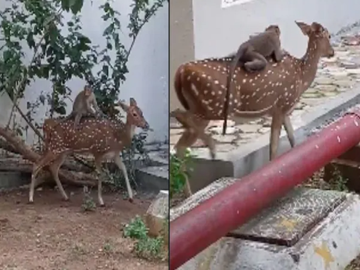 तेरा जैसा यार कहां: हिरण की पीठ पर बैठा दिखा बंदर, इस अनोखी दोस्ती के ...