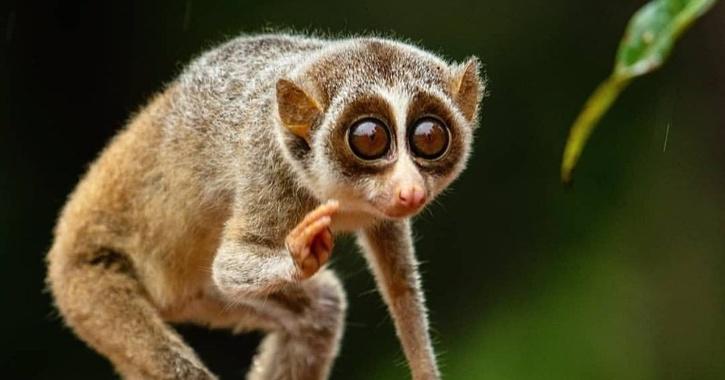 Tamil Nadu Notifies India’s First Slender Loris Sanctuary: Here's All About This Deadly Animal