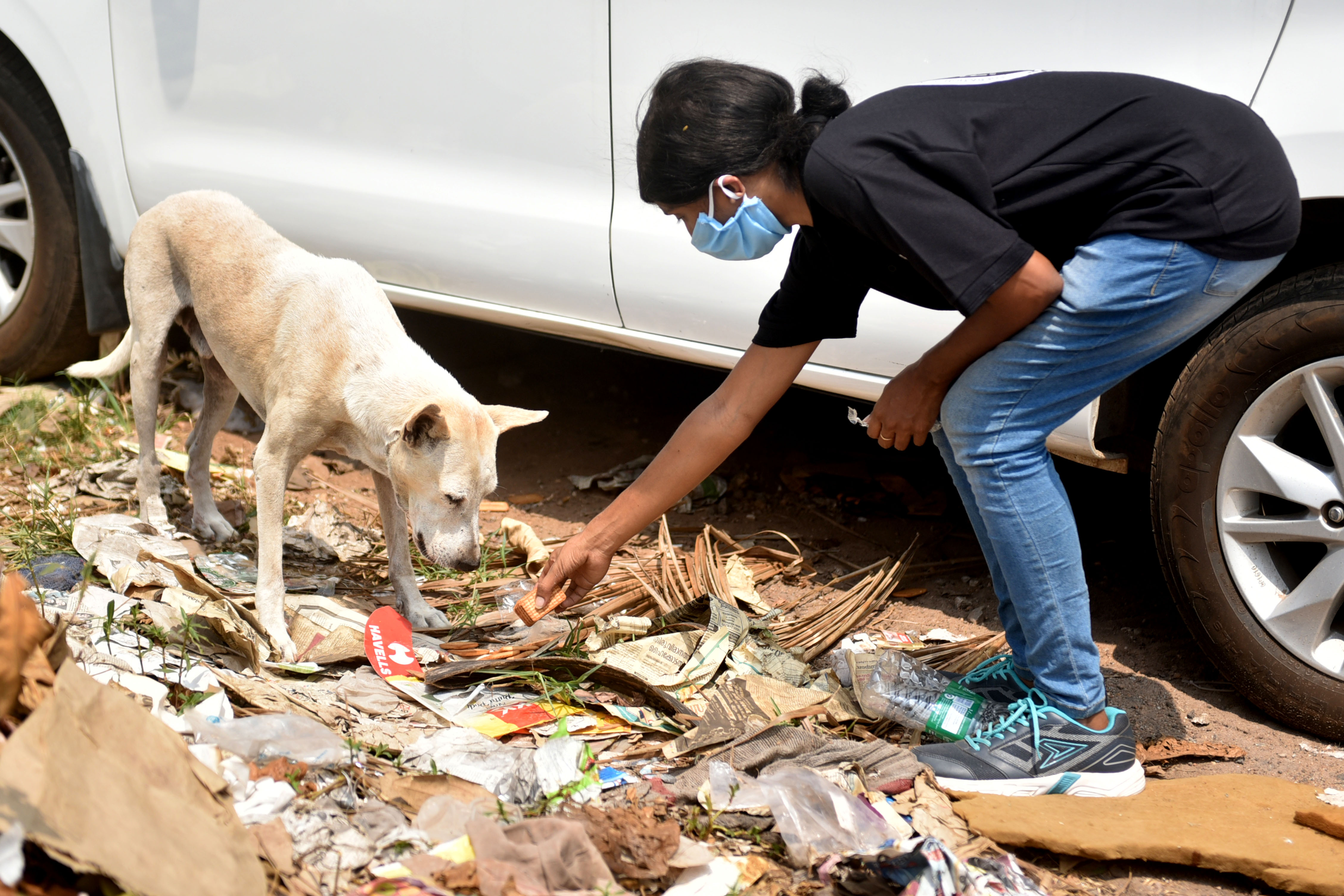 SC Stays Bombay HC Observation On Adopting Strays To Feed Them, Allows ...