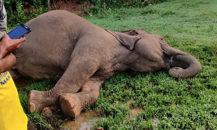 Death Of An Elephant And Calf By Train Hit In Assam Shows How Dangerous ...