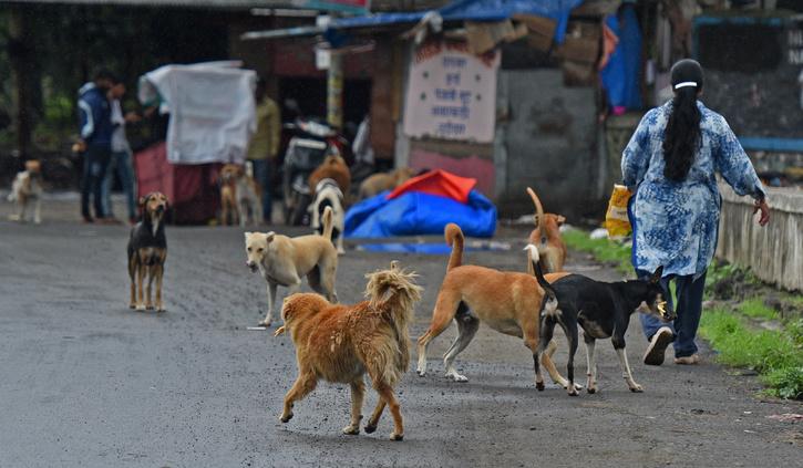 The Death Of A 12-Year-Old Girl From Rabies Puts The Focus Back On ...