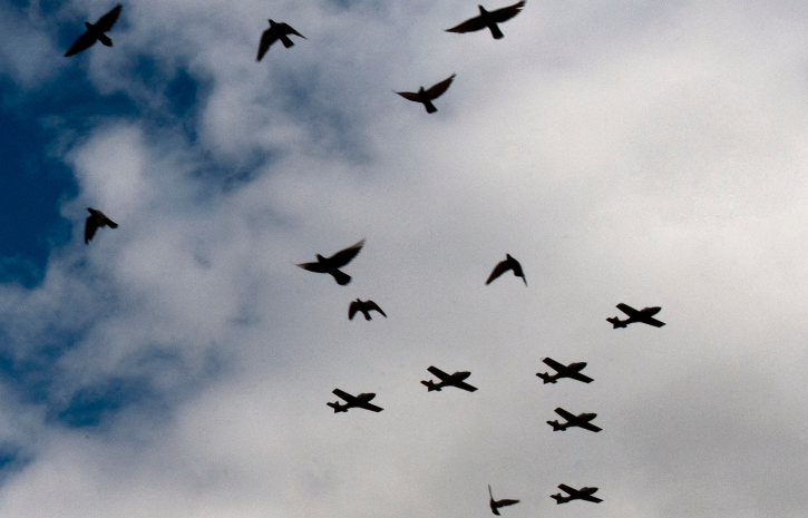 Explained: What Are Bird Strikes And How Are They Impacting Aviation ...