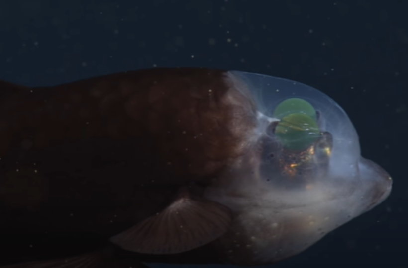 Transparent Sea Creatures