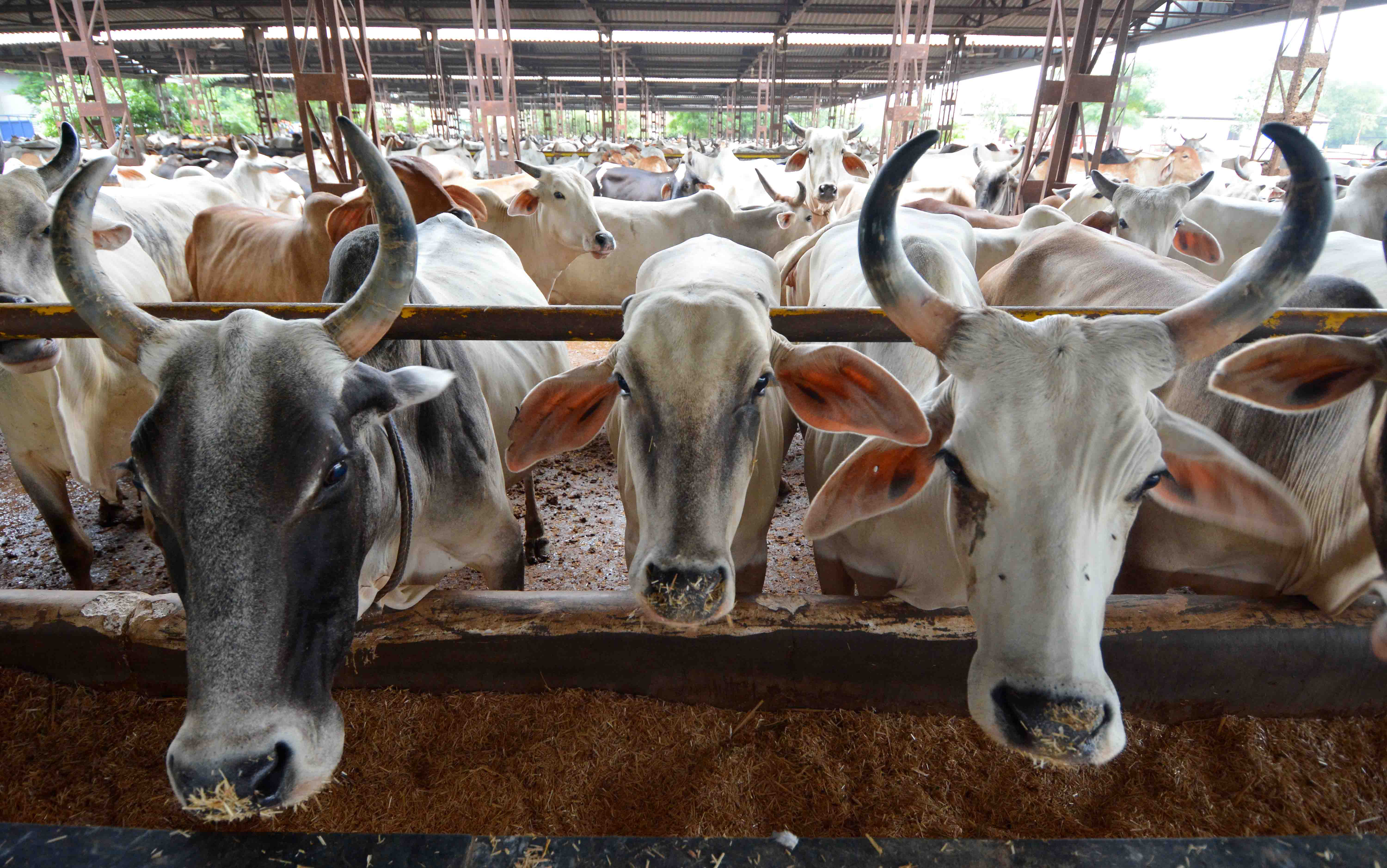 More Than 16.42 Lakh Cattle Infected By Lumpy Skin Disease, Over 75,000 ...