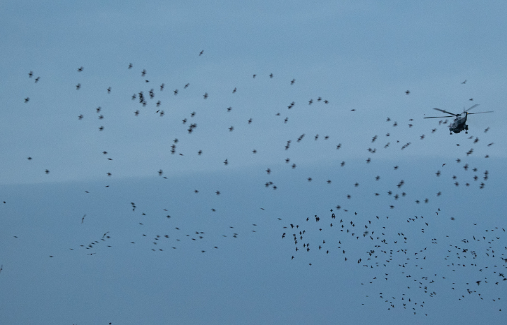 Explained: What Are Bird Strikes And How Are They Impacting Aviation ...