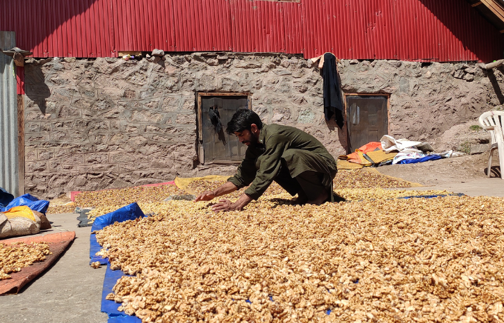 As India Increases Walnut Imports, Kashmir’s Historic Market Fears Closure