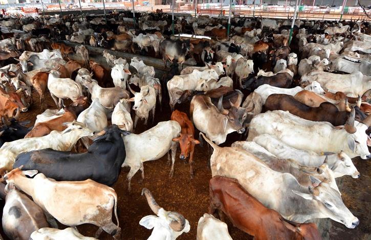 More Than 16.42 Lakh Cattle Infected By Lumpy Skin Disease, Over 75,000 ...
